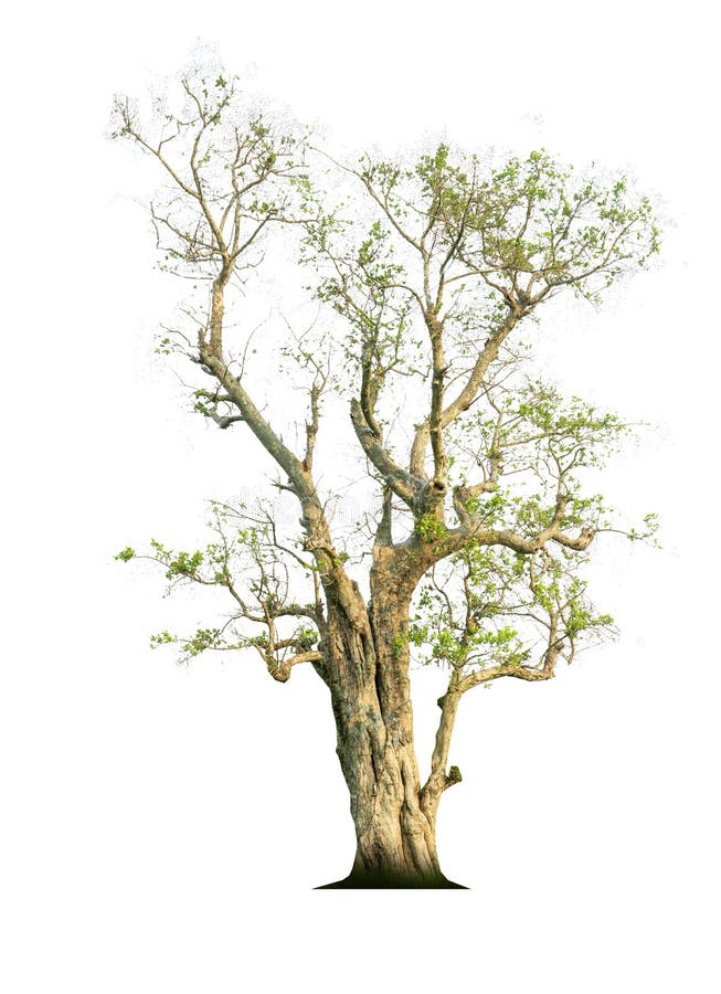 Tree Isolated with Copy Space on White Background Stock Image - Image ...