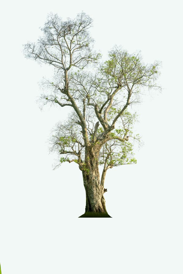 Tree Isolated with Copy Space on White Background Stock Photo - Image ...