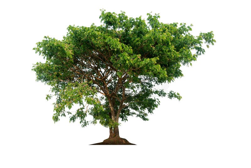 Tree Isolated with Copy Space on White Background Stock Image - Image ...