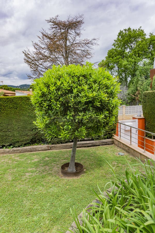 Tree Isolated in Garden at Home Stock Image - Image of plant, majestic ...