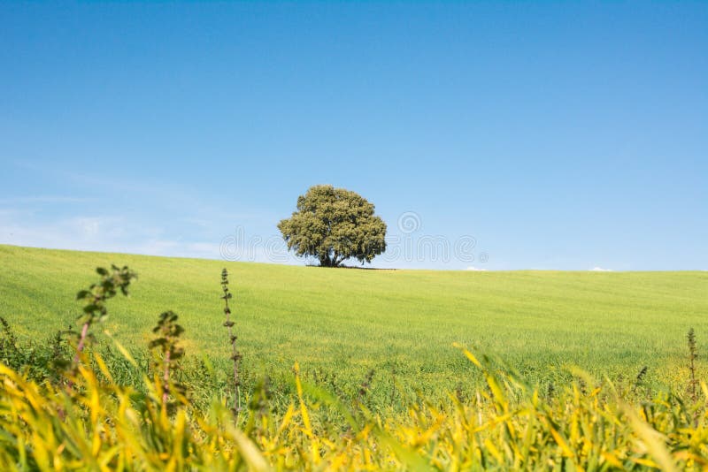 Tree Isolated on a Green Field, Under a Clean Blue Sky Stock Image ...