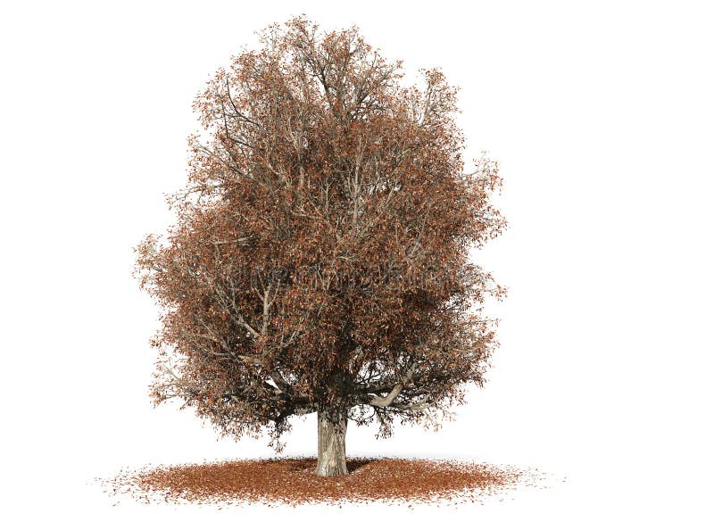 A Tree Isolated Over a White Background Stock Illustration ...