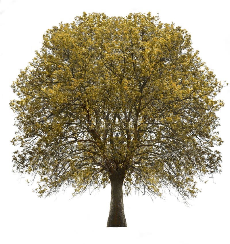 Dry Apple Tree stock image. Image of tree, unique, bare - 8818343