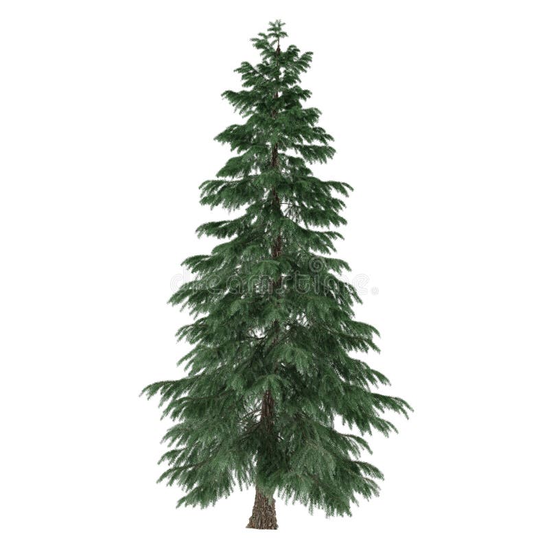 Single fir tree stock photo. Image of summer, natural - 16178752