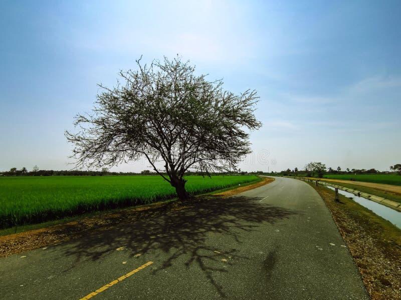 Noon Shadow Tree Stock Photos - Download 423 Royalty Free Photos