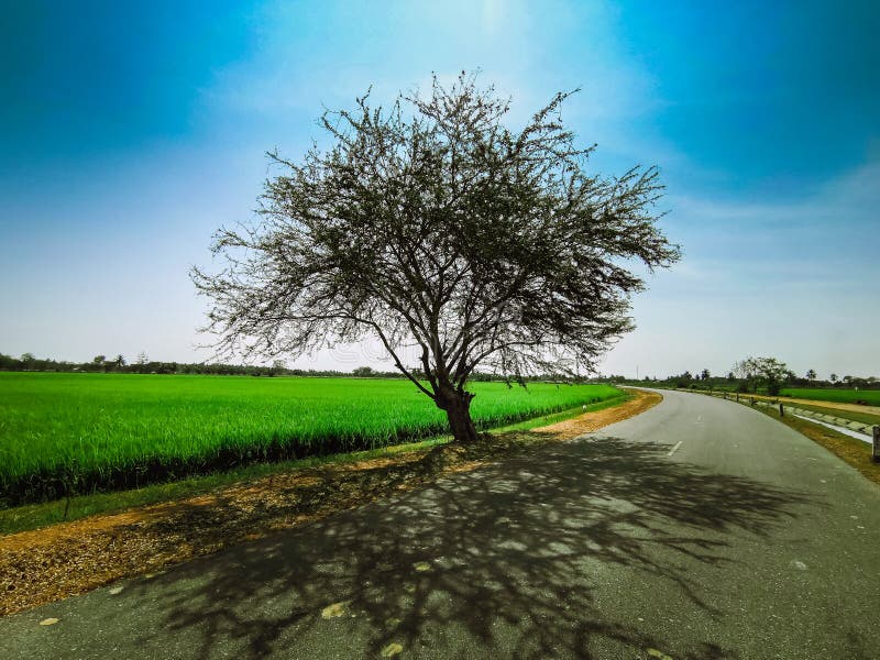 Noon Shadow Tree Stock Photos - Download 423 Royalty Free Photos