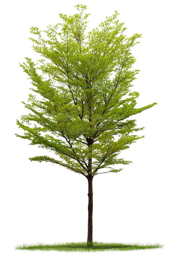 Tree Isolated of Terminalia Stock Image - Image of foliage, organic ...
