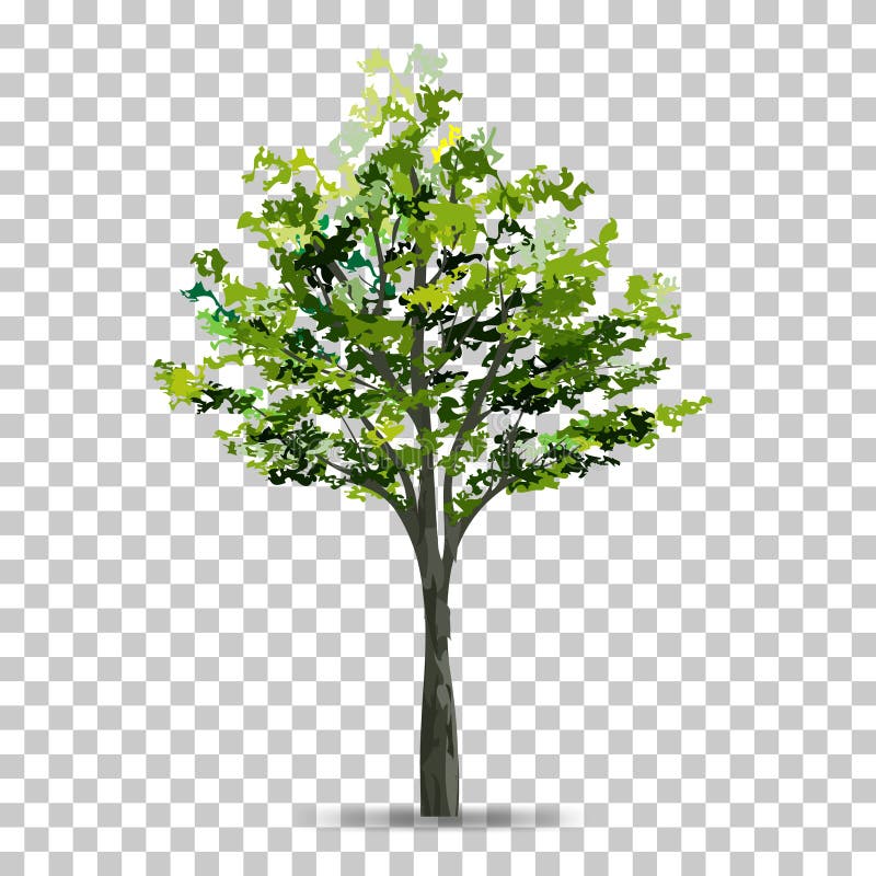 Tree Isolated on Transparent Background with Soft Shadow. Use for ...