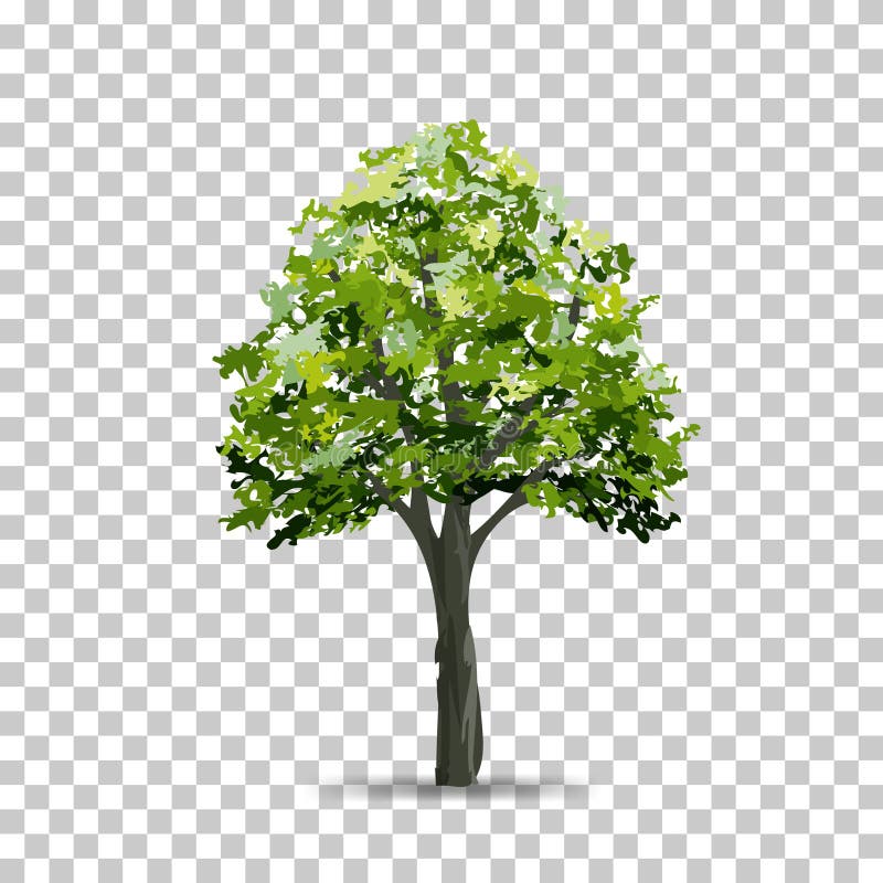 Tree Isolated on Transparent Background with Soft Shadow. Use for ...