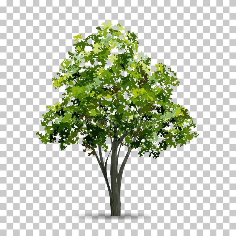 Tree Isolated on Transparent Background with Soft Shadow. Use for ...