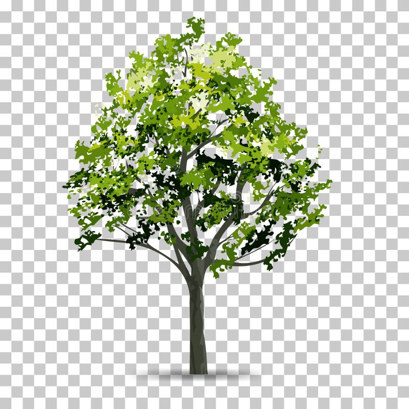 Tree Isolated on Transparent Background with Soft Shadow. Use for ...