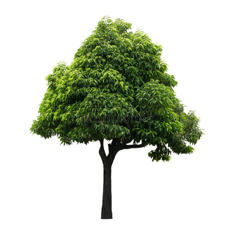 Tree isolated on white stock image. Image of detail, tree - 37793287