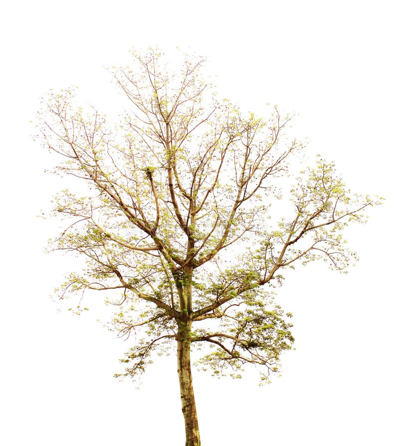 Tree Isolated on White Background Stock Photo - Image of pattern ...