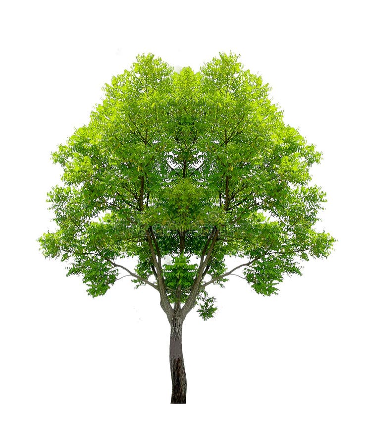 Tree on a White Background,Clipping Paths Stock Photo - Image of green ...
