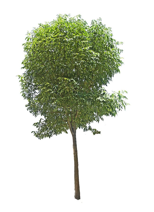 Tree isolated on white stock image. Image of leaf, isolated - 189210393