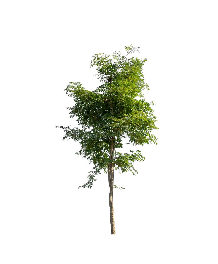 Tree that are Isolated on a White Background are Suitable for Both ...