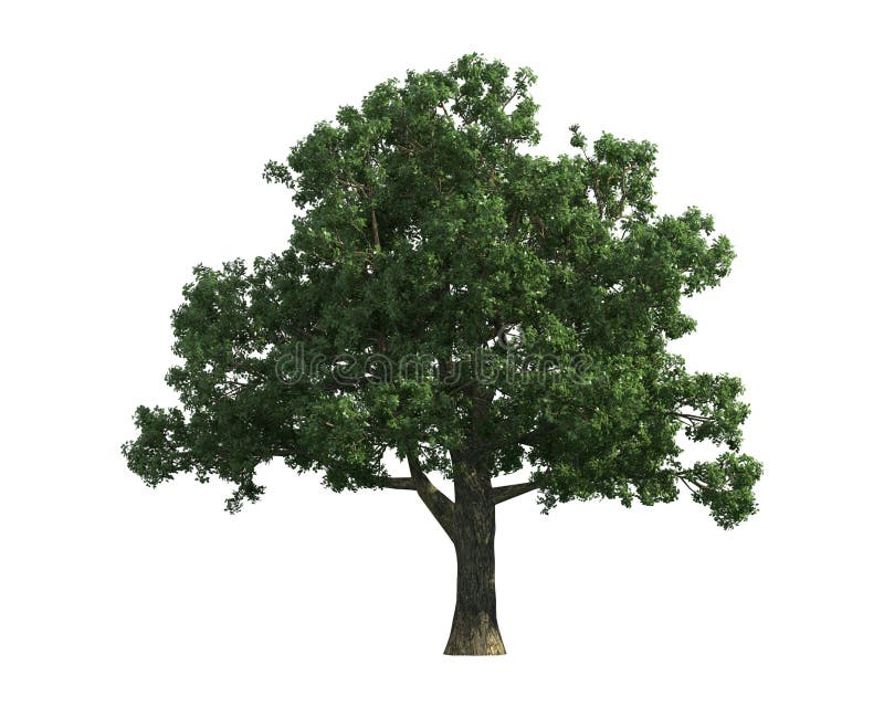 Elm Tree on White stock image. Image of leaves, outline - 6582867