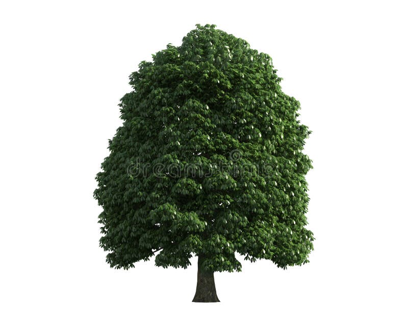 Green Lone Tree on White Background Stock Photo - Image of field ...