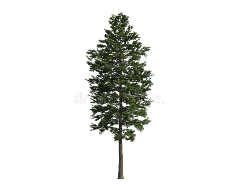 Tree Isolated on a White Background Stock Photo - Image of isolation ...