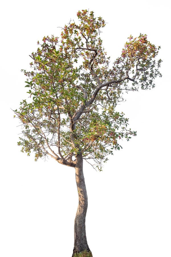 Set of Tree Isolated on White Background Stock Image - Image of leaf ...