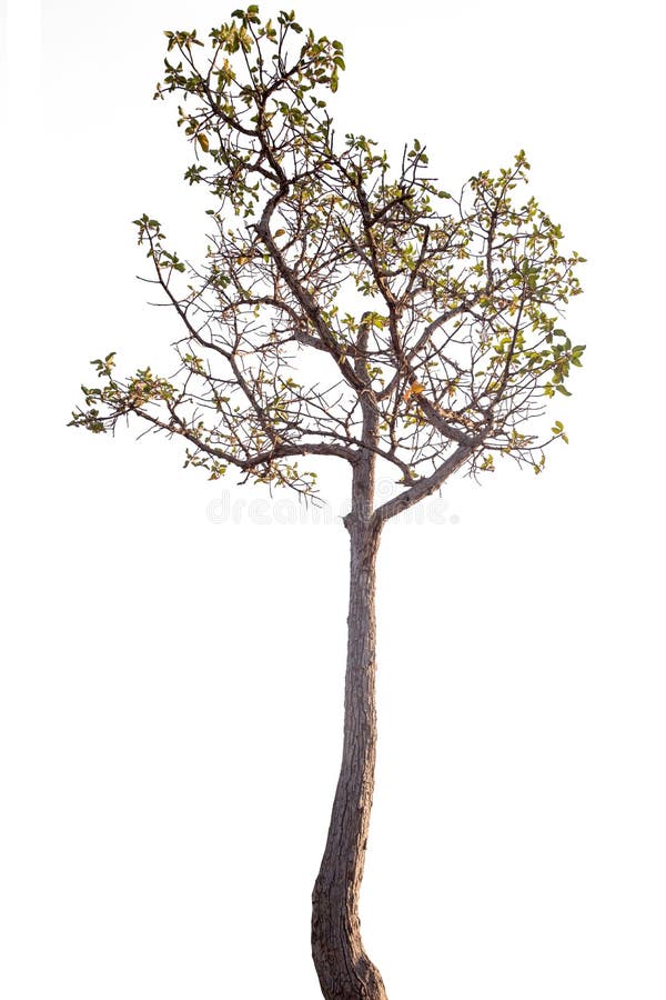 Set of Tree Isolated on White Background Stock Image - Image of leaf ...