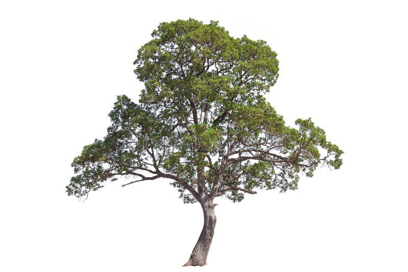 Tree Isolated on White Background Stock Photo - Image of decoration ...