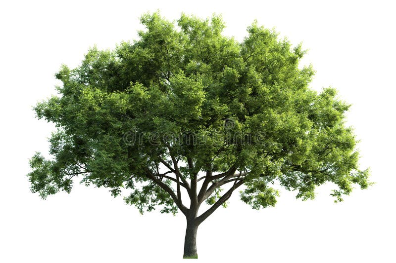 Tree Isolated Isolated on White Background . Stock Image - Image of ...