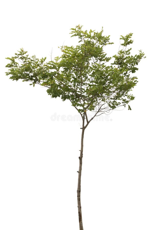 Tree isolated stock image. Image of branch, tall, isolated - 43357163