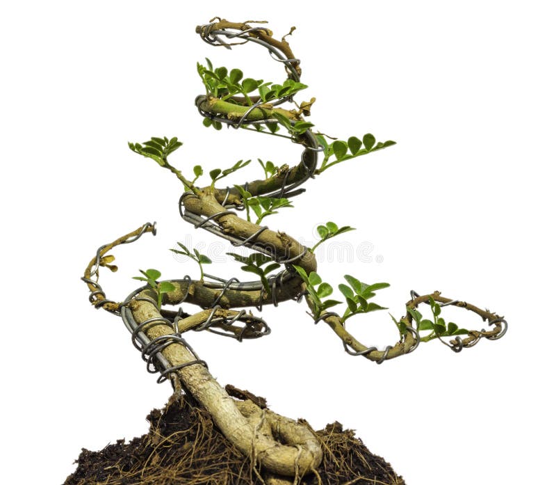 Lucida Tree Stock Photos - Free & Royalty-Free Stock Photos from Dreamstime