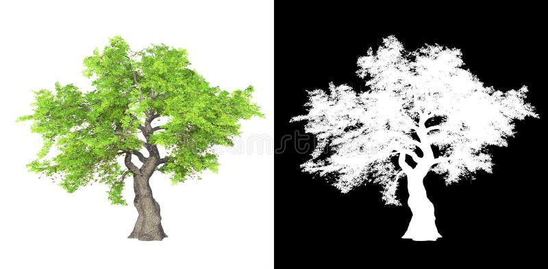 Tree Isolated on White Background with Alpha Mask Stock Illustration ...