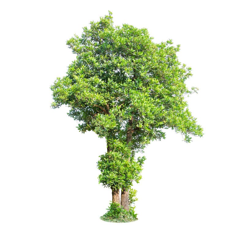 915 Robust Tree Photos - Free & Royalty-Free Stock Photos from Dreamstime