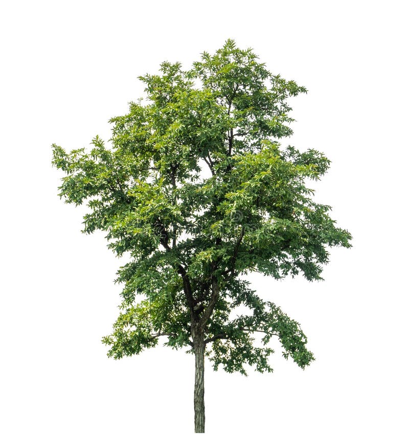 Tree Isolated on White Background with Clipping Path and Alpha Channel ...