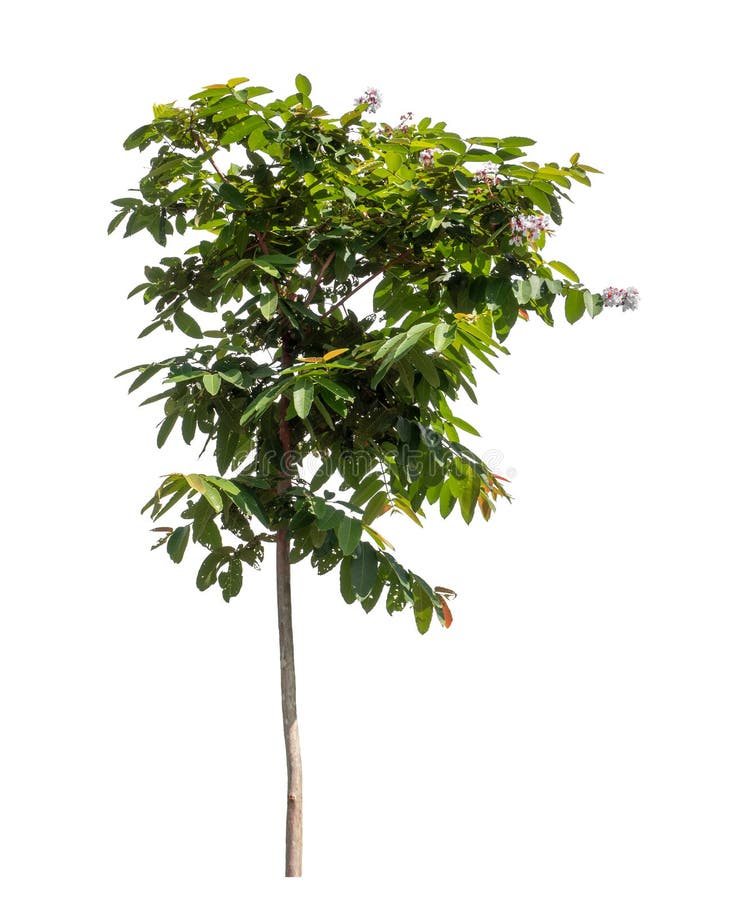 Tree Isolated on White Background with Clipping Path and Alpha Channel ...