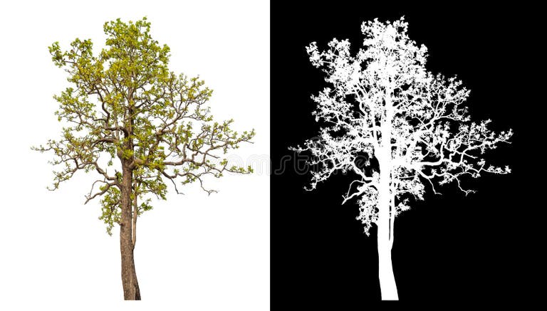 Tree Isolated on White Background with Clipping Path and Alpha Channel ...