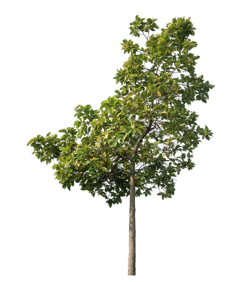 Isolated Green Tree on White Background . Stock Photo - Image of ...