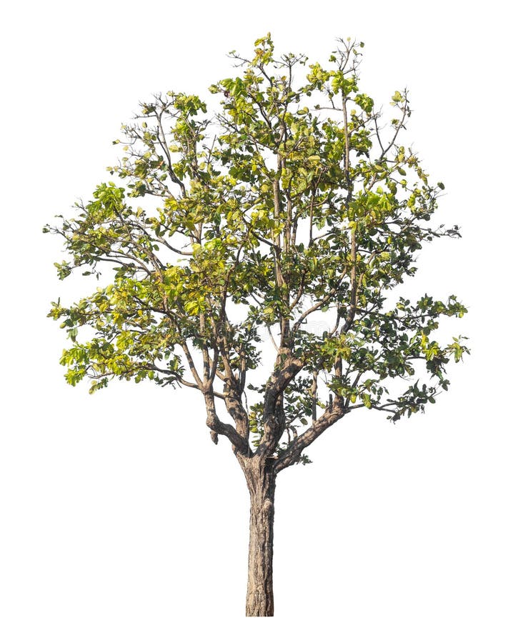 Tree Isolated on White Background with Clipping Path and Alpha Channel ...