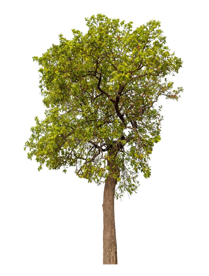 Tree Isolated on White Background with Clipping Path and Alpha Channel ...