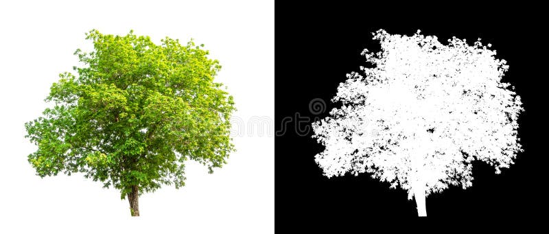 3,271 Oak Tree Alpha Stock Photos - Free & Royalty-Free Stock Photos ...