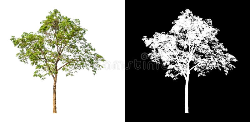 2,307 Tree Alpha Photos - Free & Royalty-Free Stock Photos from ...