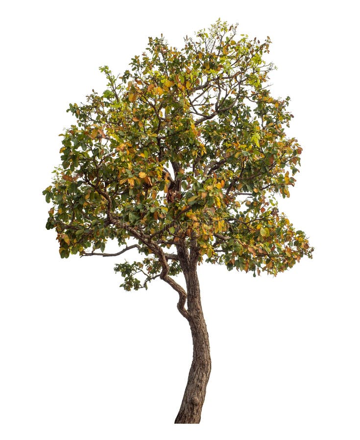 Tree Isolated on White Background with Clipping Path and Alpha Channel ...