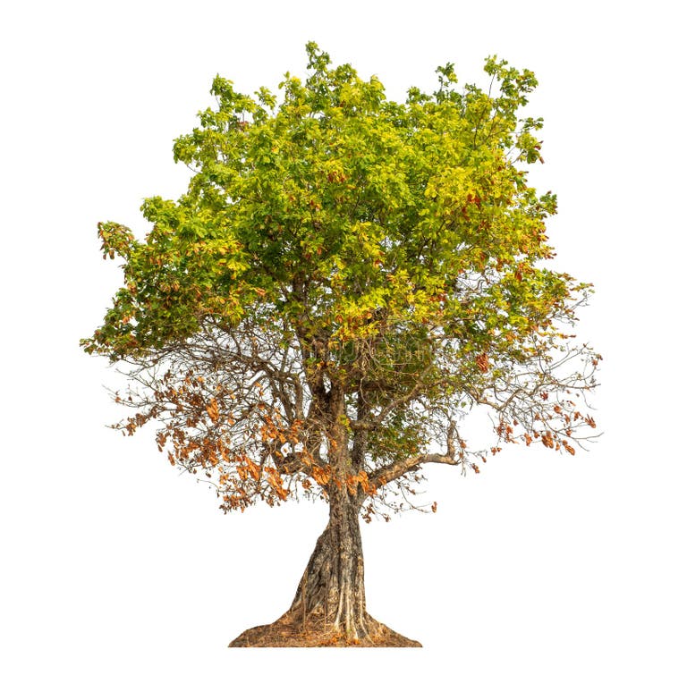 Tree Isolated on White Background with Clipping Path and Alpha Channel ...