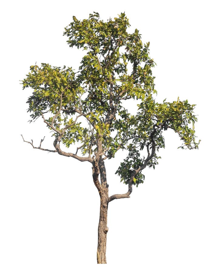 Tree with Clipping Path and Alpha Channel on Black Background . Stock ...