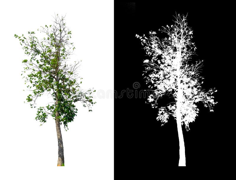 5,212 Tree Trunk Alpha Stock Photos - Free & Royalty-Free Stock Photos ...