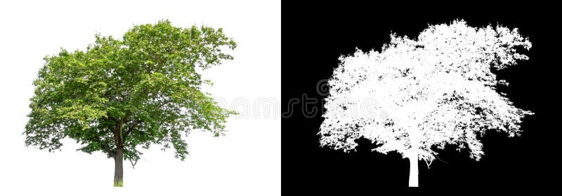 392 Flower Alpha Channel Stock Photos - Free & Royalty-Free Stock ...