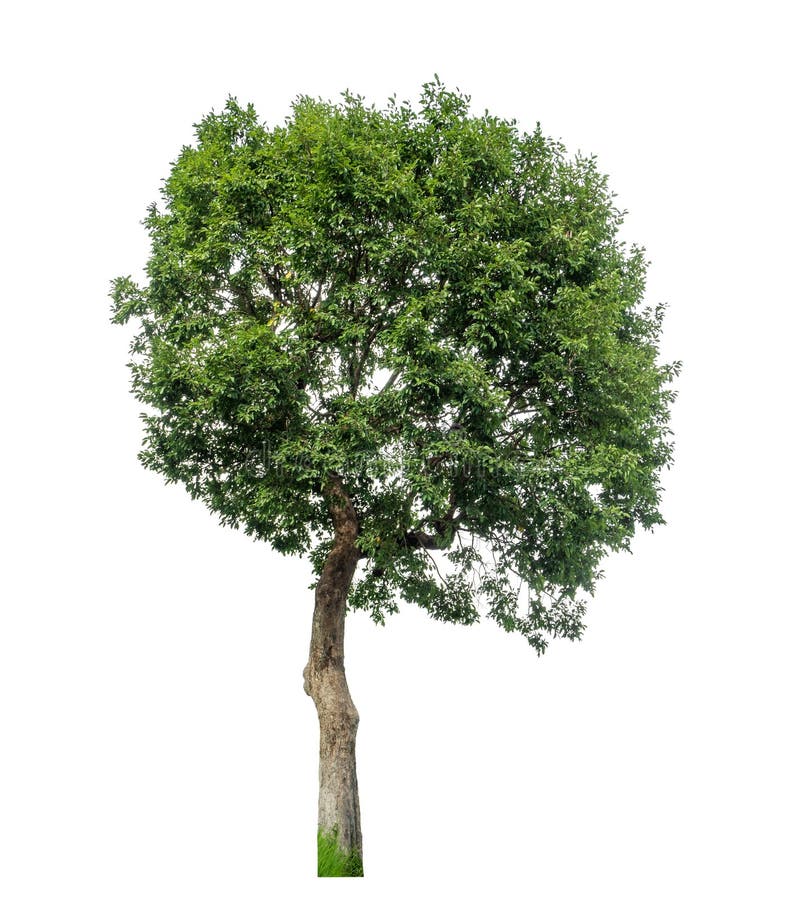 Tree Isolated on White Background with Clipping Path and Alpha Channel ...