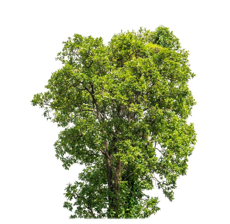 Tree Isolated on White Background with Clipping Path and Alpha Channel ...