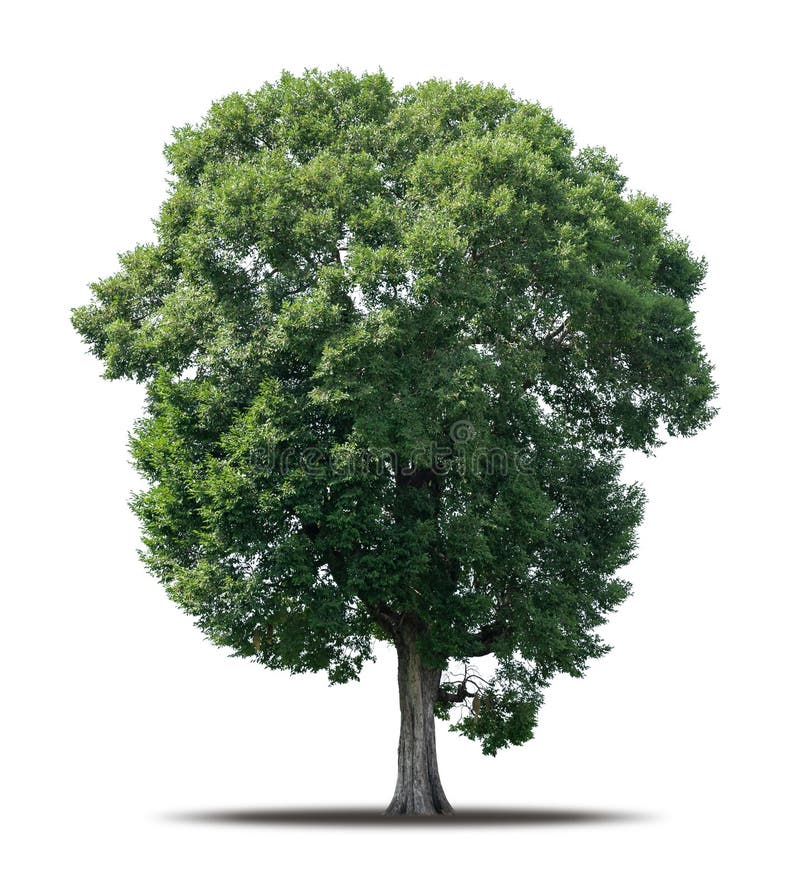 Tree Isolated on White Background with Clipping Path, Realistic with ...