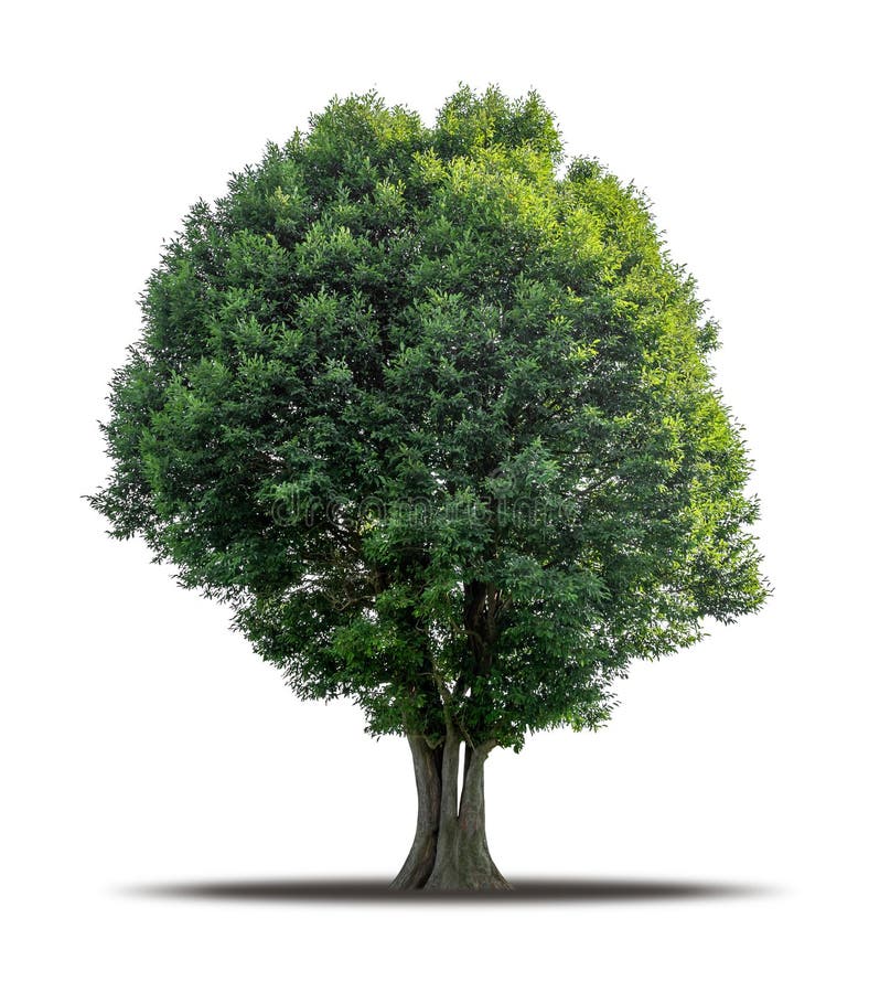 145 Tree Shadow Png Stock Photos - Free & Royalty-Free Stock Photos ...