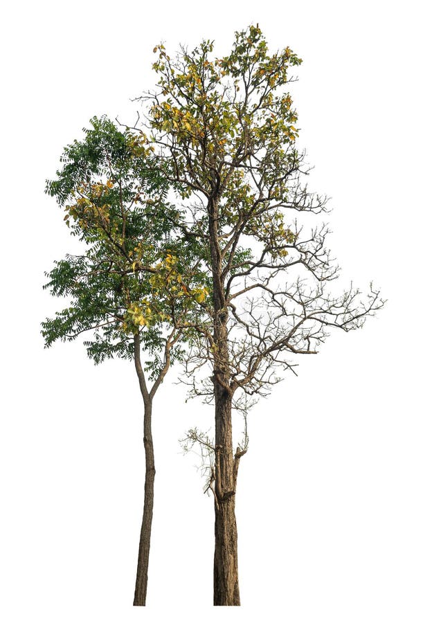 Tree Isolated on White Background with Clipping Path, Single Tree with ...