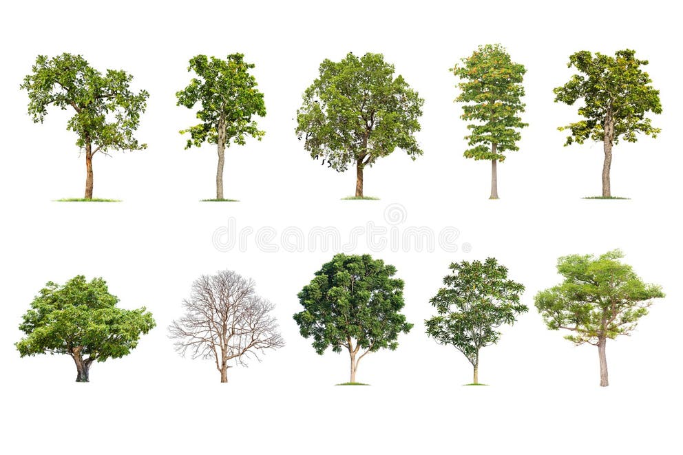 Tree Isolated on White Background ,the Collection of Trees. Large Trees ...